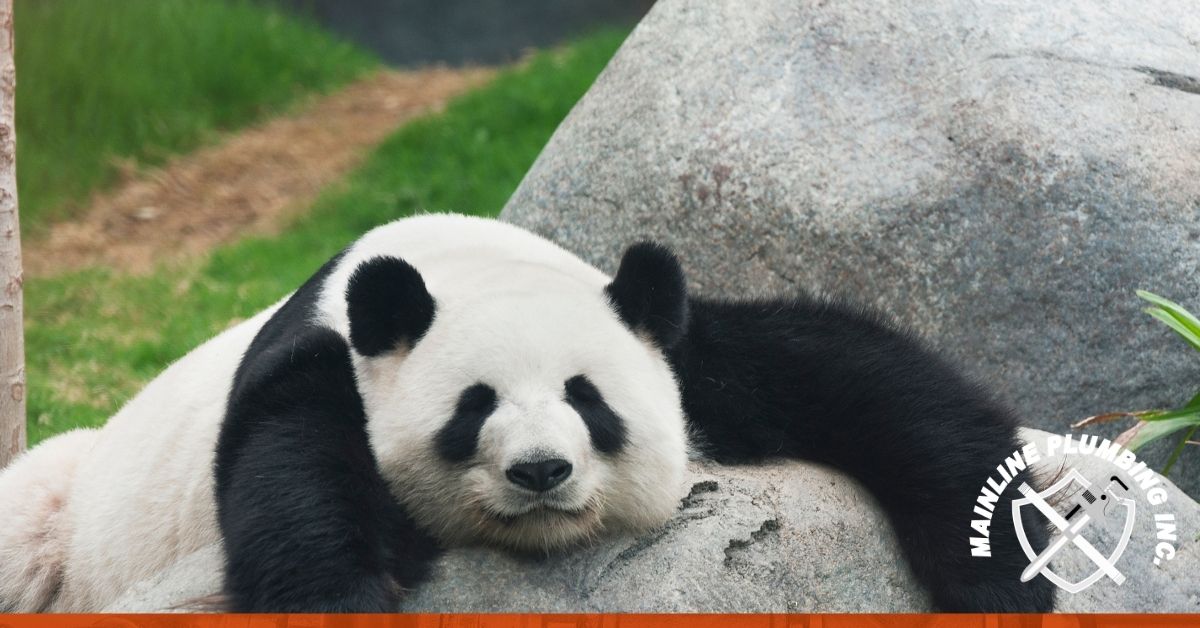 6 Animals Known for Having Weird Poop